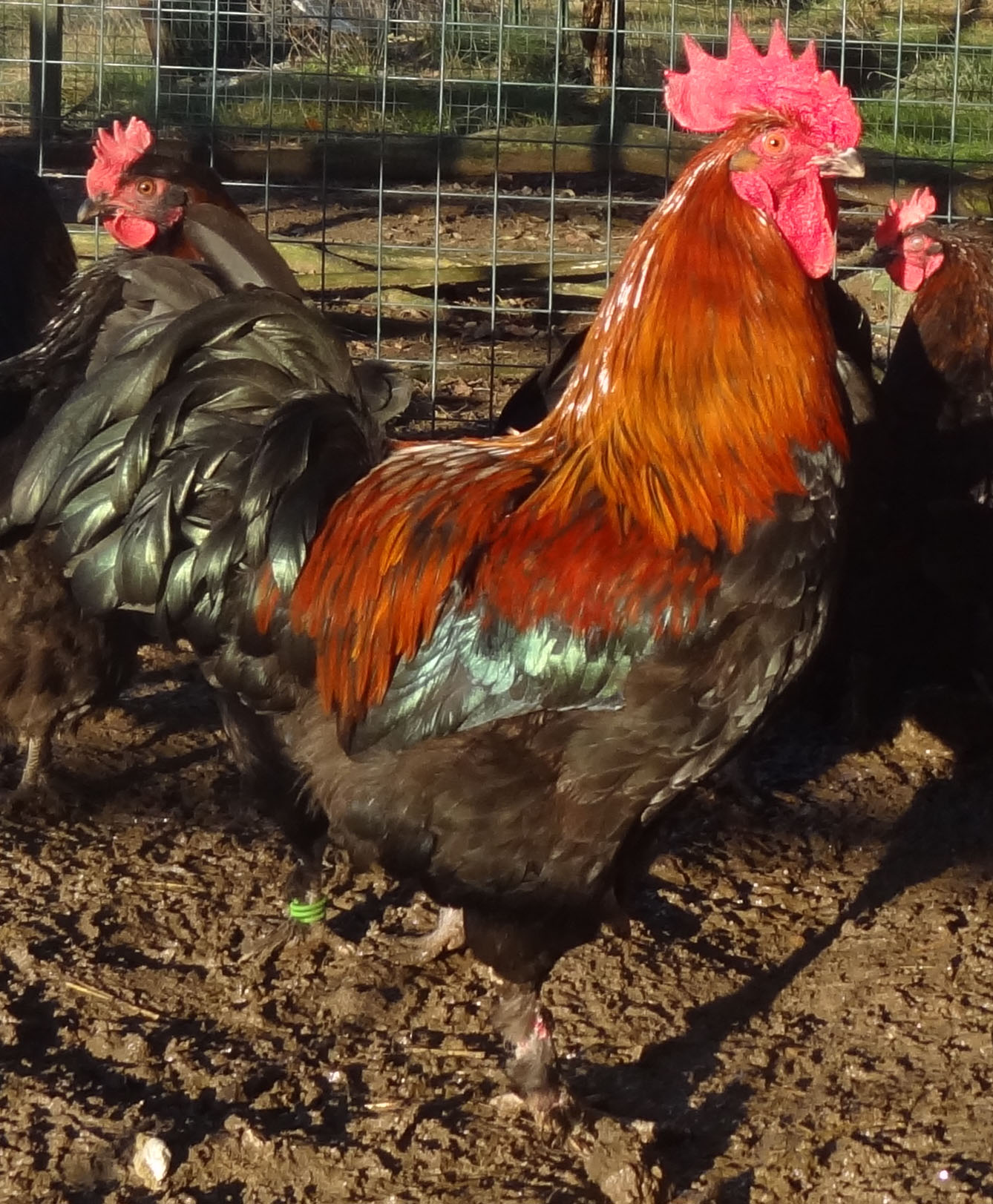 Maran hane – Marans