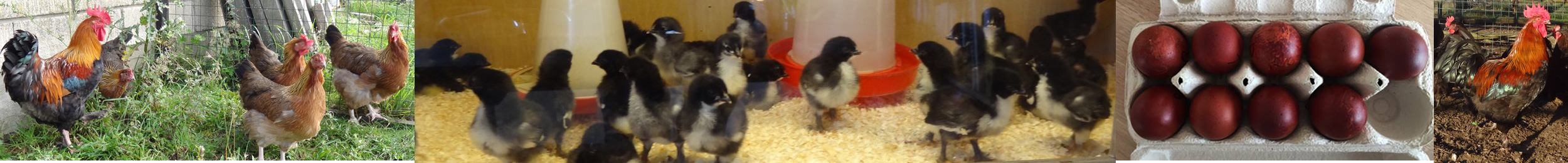 maran-head – Marans